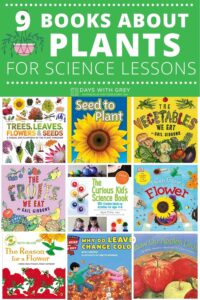 Plant Maze: Science Lessons for Kindergarten (and beyond!) - Days With Grey