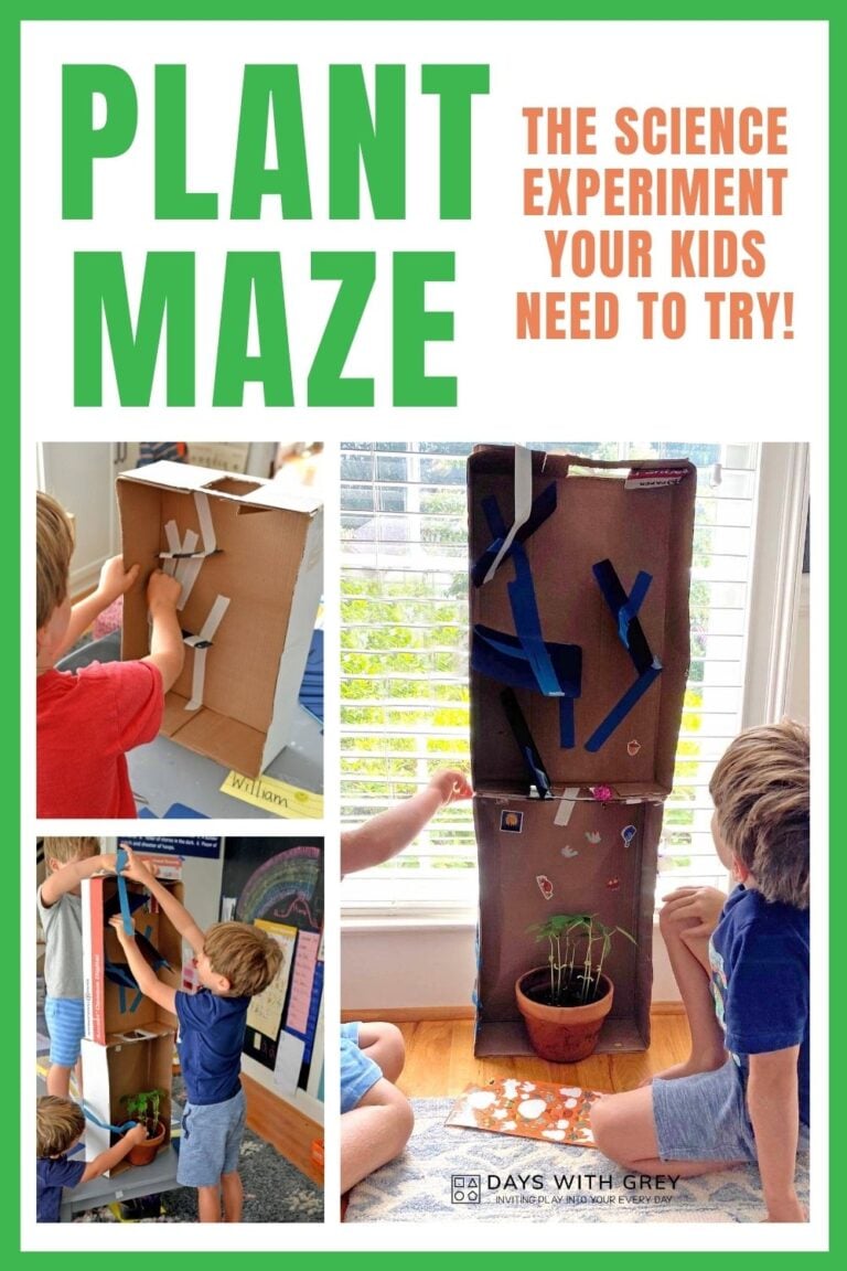 Plant Maze: Science Lessons for Kindergarten (and beyond!) - Days With Grey